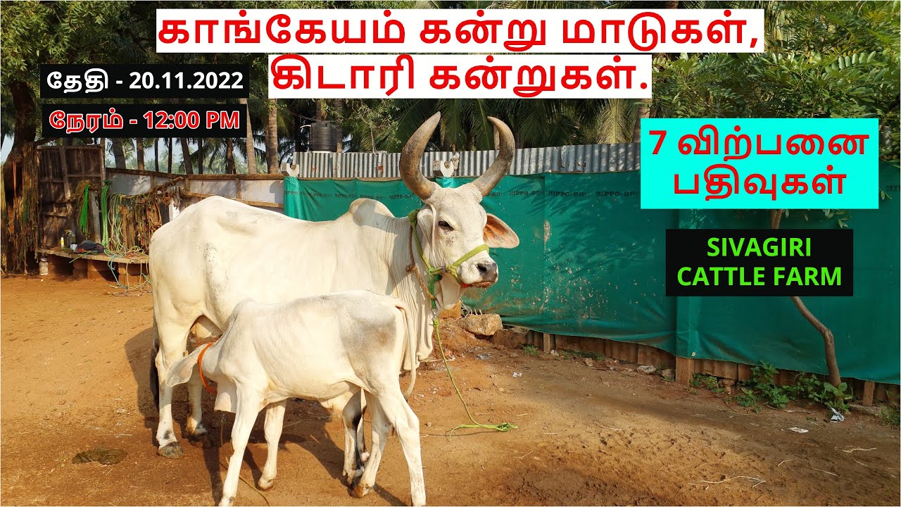 7 விற்பனை பதிவுகள்.காங்கேயம் கன்று மாடுகள்,கிடாரி கன்றுகள். - YouTube