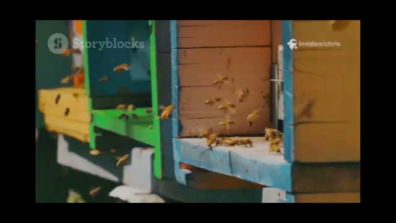 Help the bees - YouTube