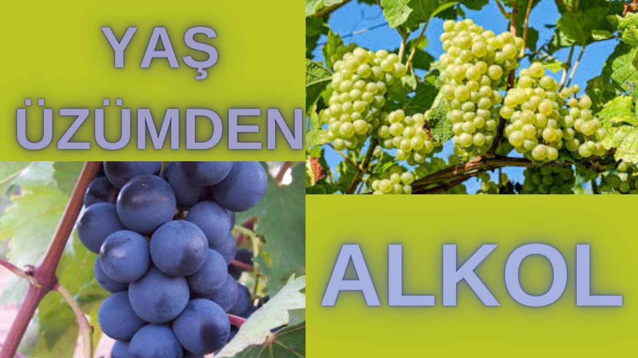 YAŞ ÜZÜMDEN ETİL ALKOL ÜRETİMİ. Blender kullanarak ve Şeker Takviyesi ...