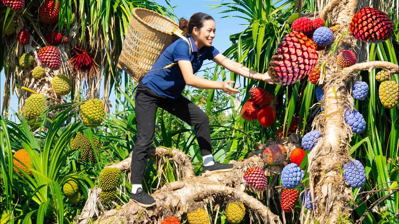 Harvesting Forest Pineapple colorful, Make Delicious Forest Pineapple Tea Goes to the market ...