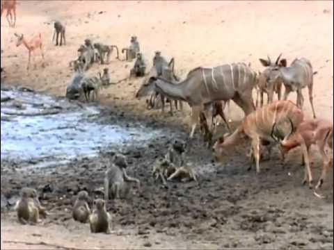 ANIMAL WORLD : Last Feast of The Crocodiles - YouTube
