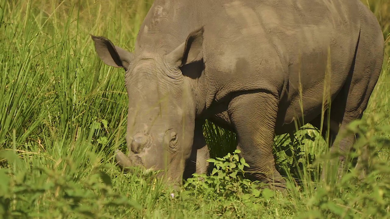 Southern White Rhinos filmed at Ziwa Rhino Sanctuary, Uganda, December ...