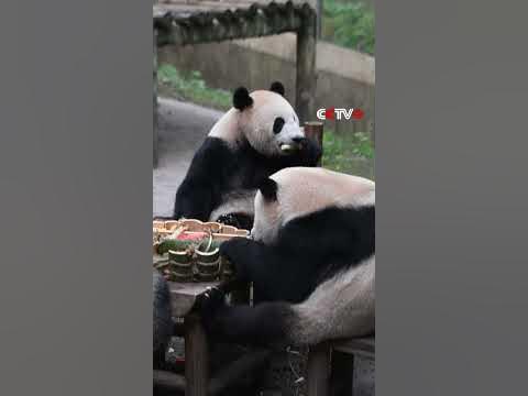 Pandas Shape China's Global Image, Boost Tourism - YouTube