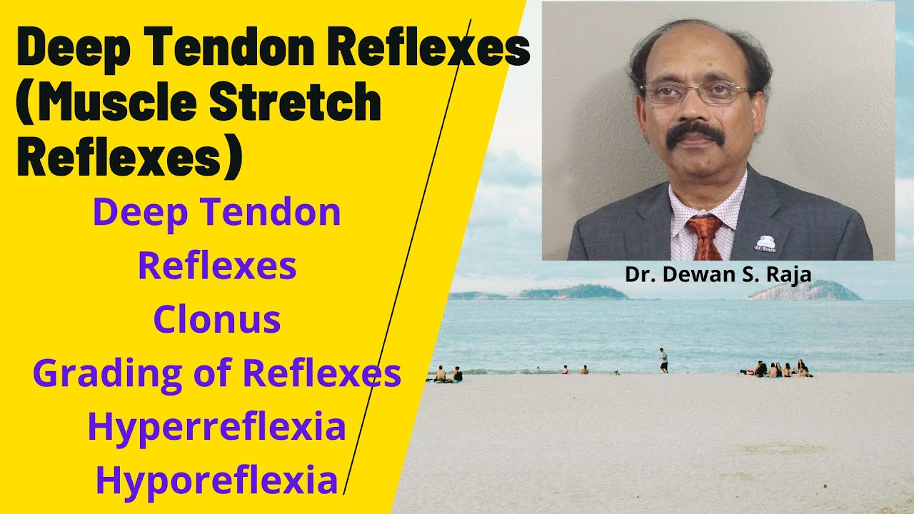 Deep Tendon Reflexes (Muscle Stretch Reflexes) - YouTube