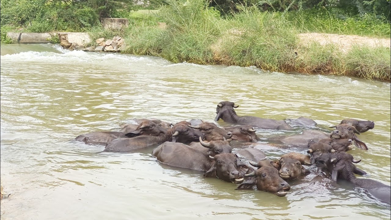 buffalo swimming in river-buffalo swimming in water viral video-buffalo ...