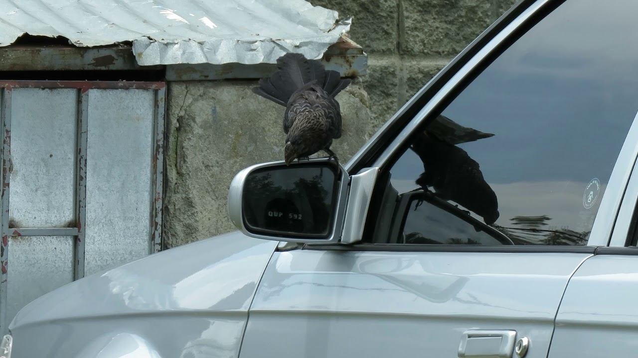 Garrapatero común. Crotophaga ani| Smooth-billed Ani - YouTube