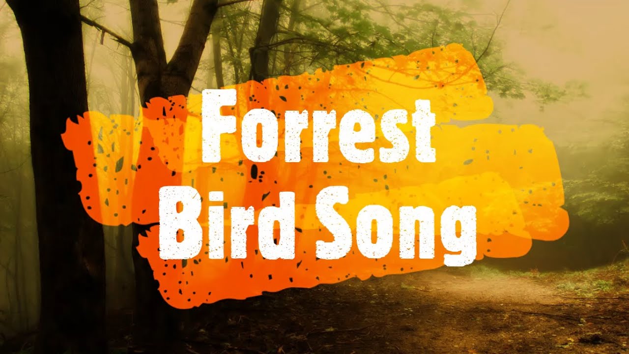 Forrest Bird Song - Over an hour of relaxing natural sounds and ...