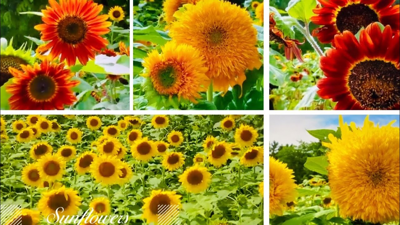 BRIGHT AND CHEERY SYMBOL OF SUMMER IN JAPAN : SUNFLOWERS 🌻 ...