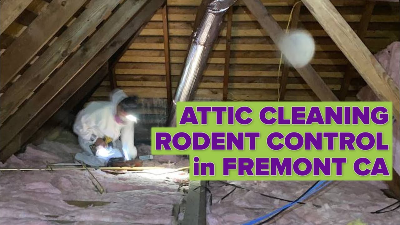 Attic Cleaning, Rodent Control in Fremont CA - YouTube