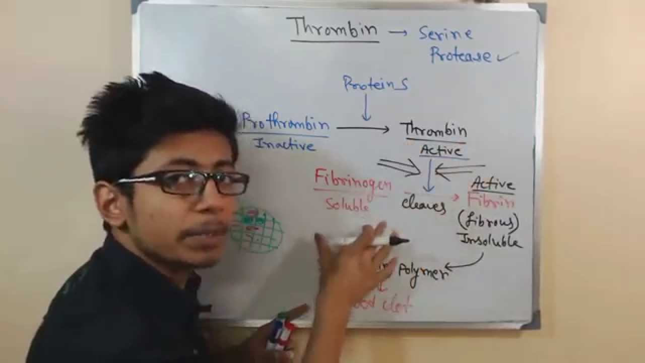 Thrombin - YouTube