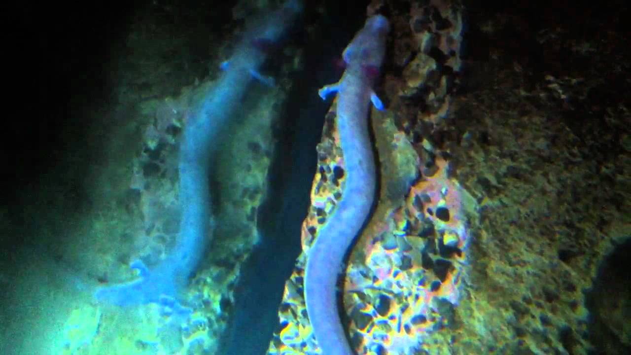 Proteus Anguinus " Cave Salamander" - YouTube