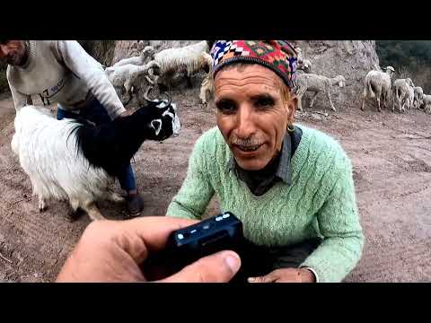 From Flock to Forest: Dialogues with a Jungle Shepherd