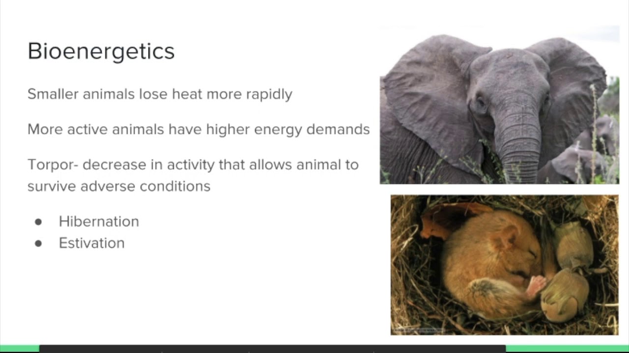 Animal Form and Function - YouTube