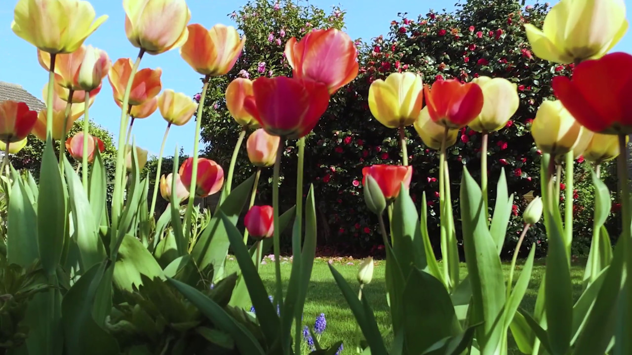 Some tulips in the sun - YouTube