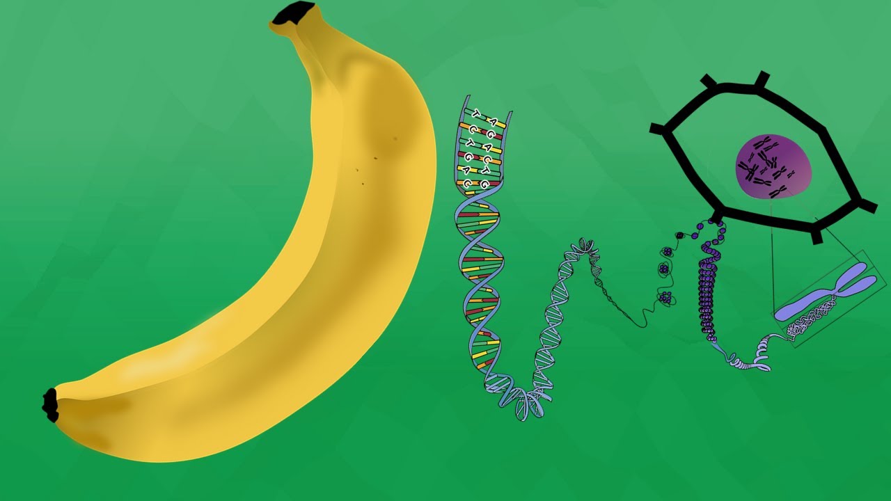 COMMENT EXTRAIRE L'ADN DES CELLULES D'UNE BANANE ? - YouTube