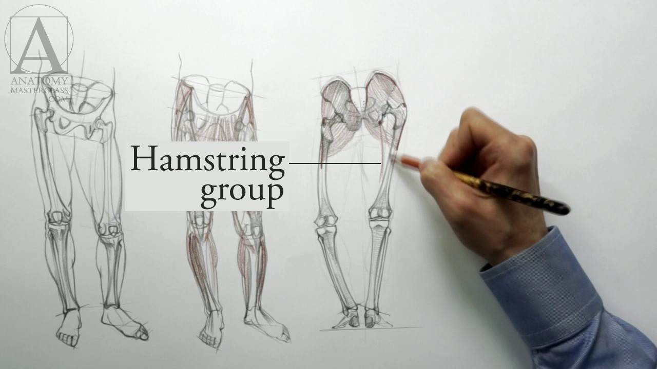 Leg Anatomy - Anatomy Master Class for figurative artists - YouTube