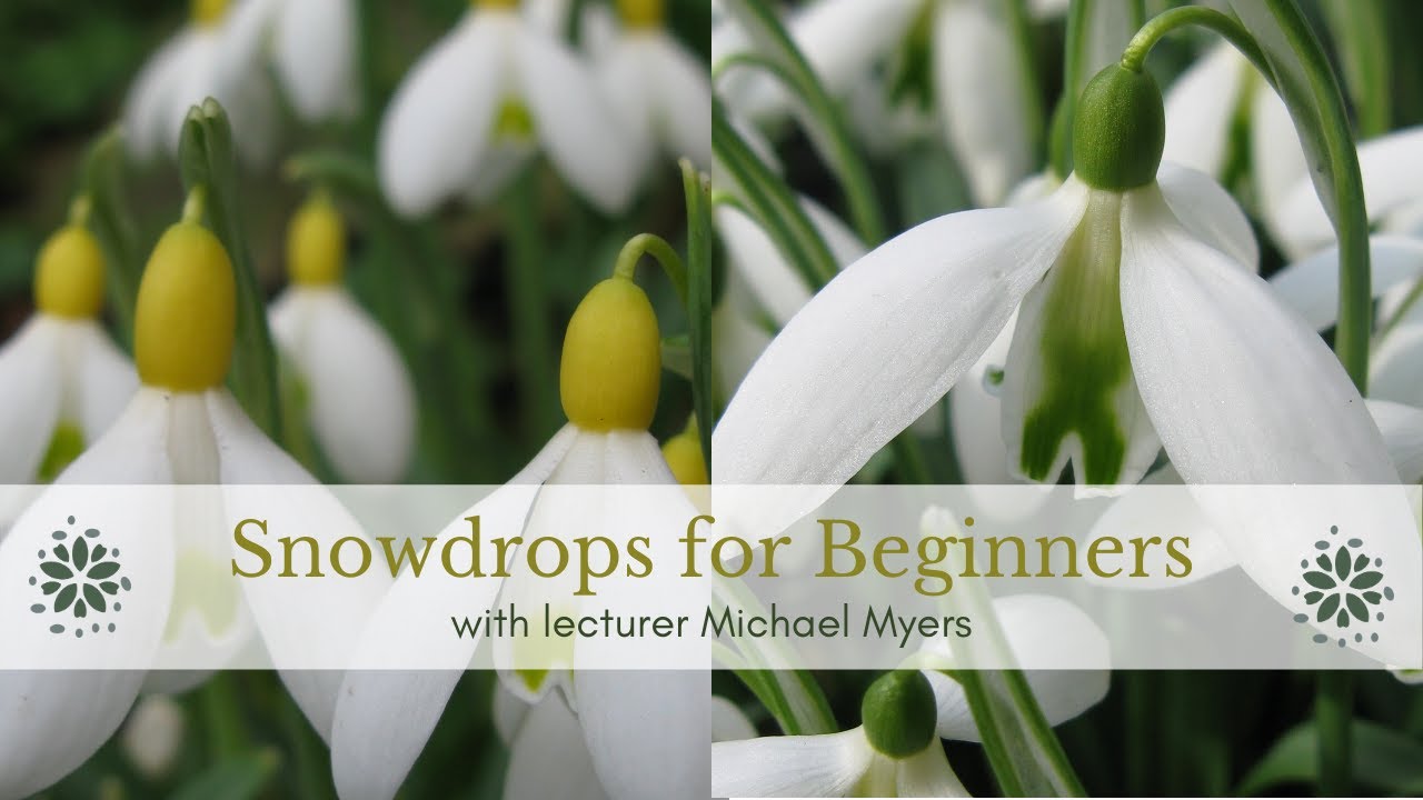 Snowdrops for Beginners - Michael Myers - YouTube