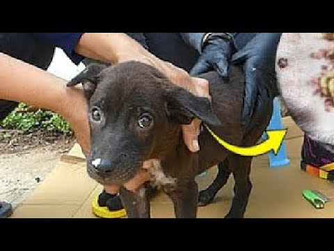 Help removing ticks from puppy in a family - YouTube