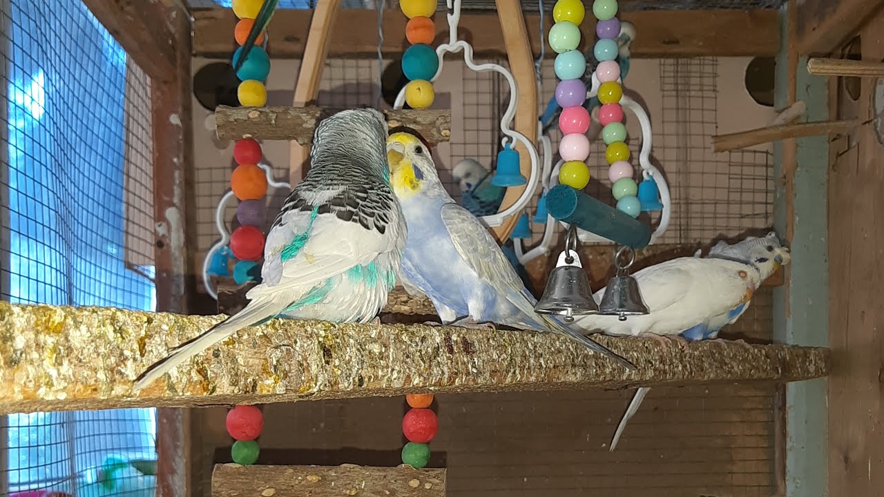 Parakeet Food Budgie Morning Routines - YouTube