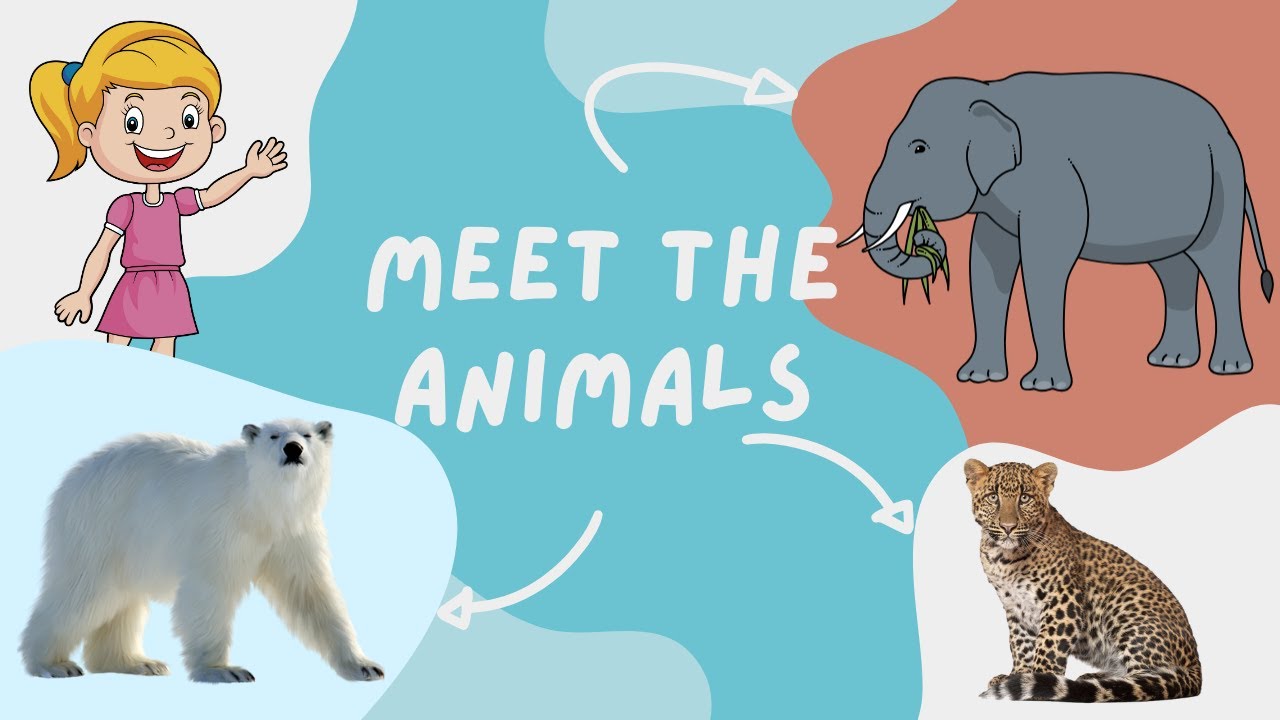 Meet the animals-animals for kids english -Jaguar, polar bear, elephant ...