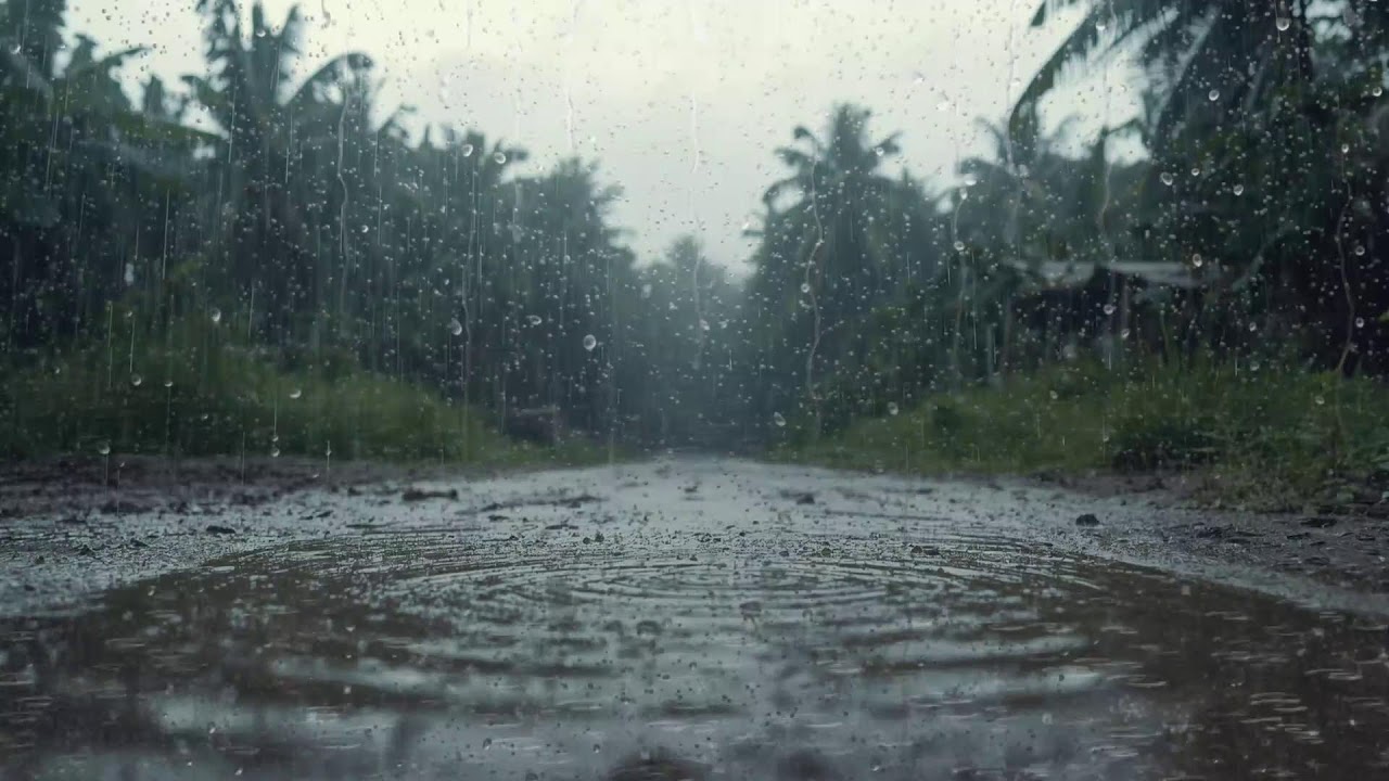 Rain on Leaves, Gentle Rain Sound to Sleep in 3 Minutes, Beat Insomnia ...