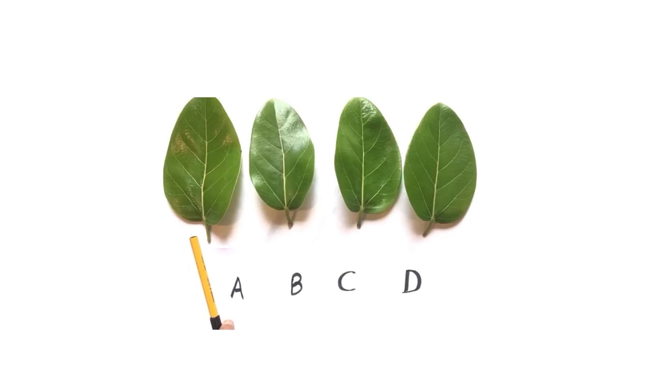 Comparative Study of Transpiration in upper& Lower surface of Leaf -4 ...