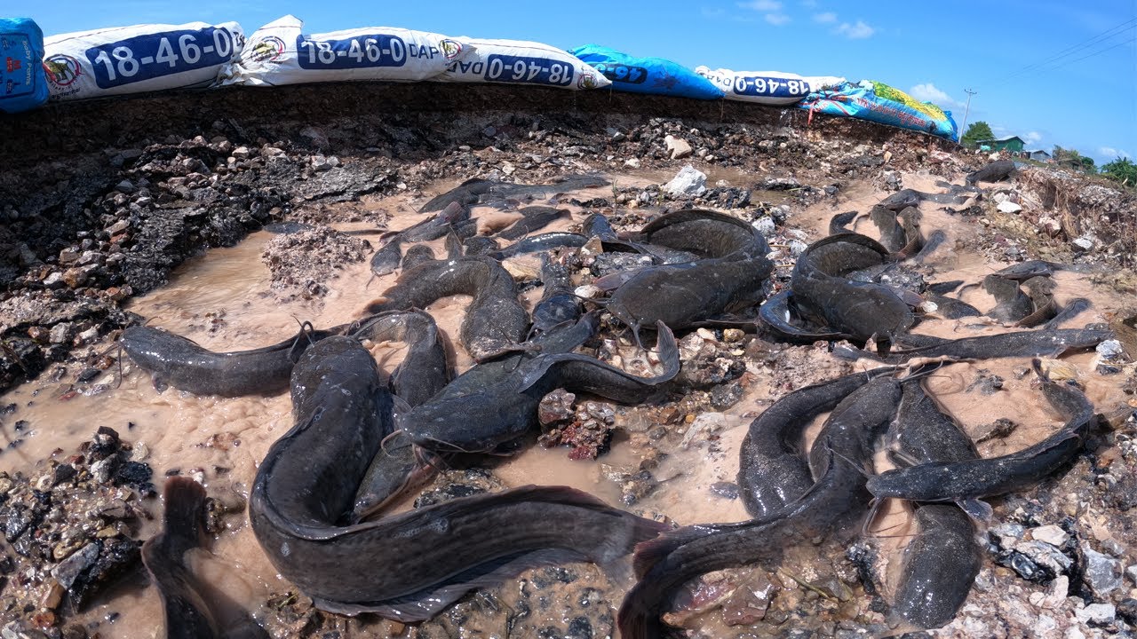 so amazing fishing! a lot of fish flood , fishes rainy season catch by ...