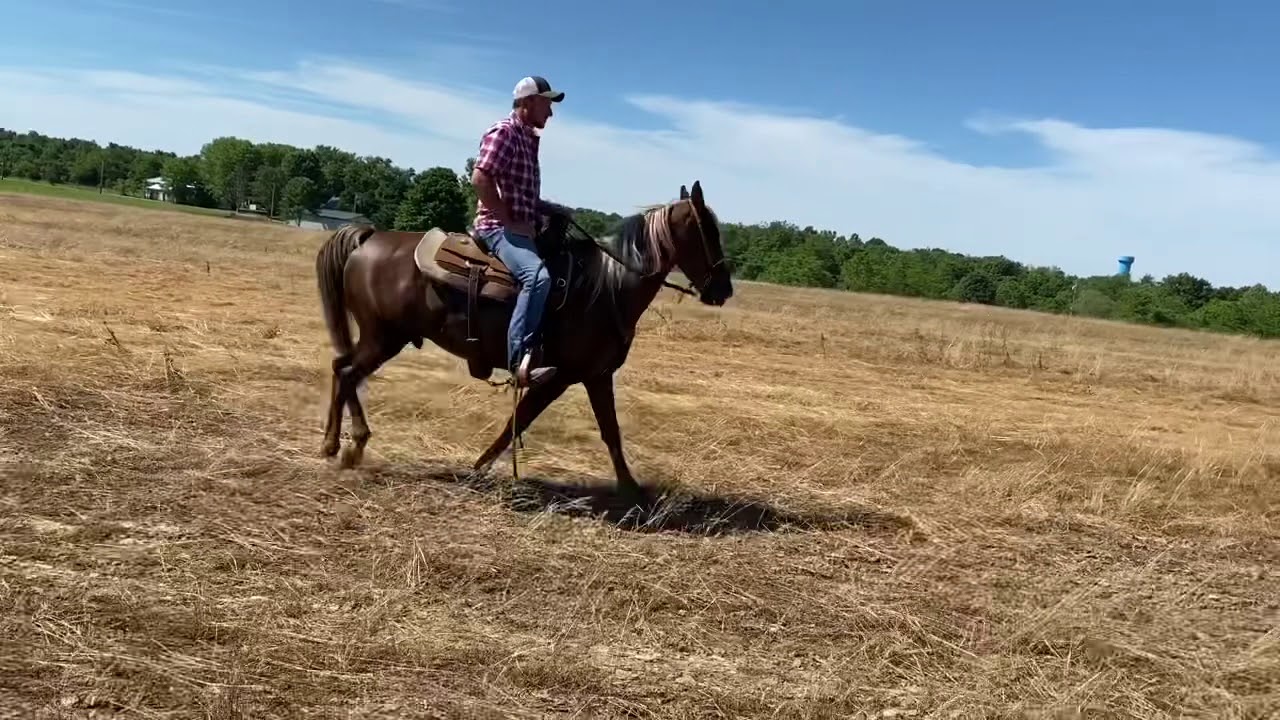 SOLD Dallas, sorrel roan gaited trail horse for sale. Style racking ...