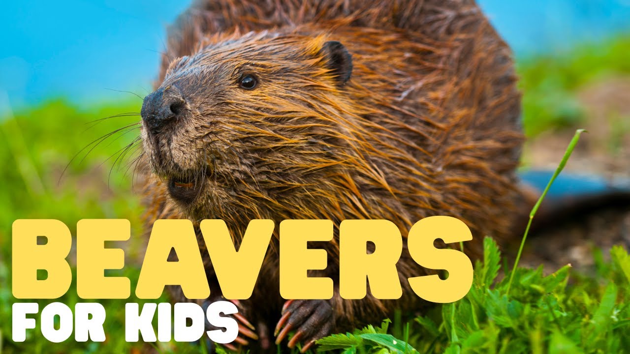 Beavers for Kids | Learn all about these nocturnal engineers - YouTube