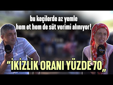 Bu Keçilerde Az Yemle Hem Et Hem De Süt Verimi Alınıyor! / \