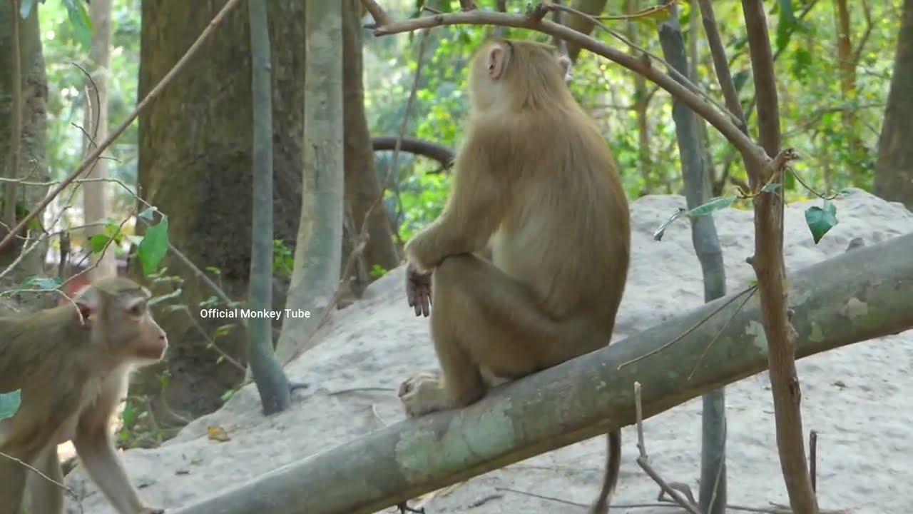 Sweet couple video! Libby and Pongo are making newborn together, Libby ...