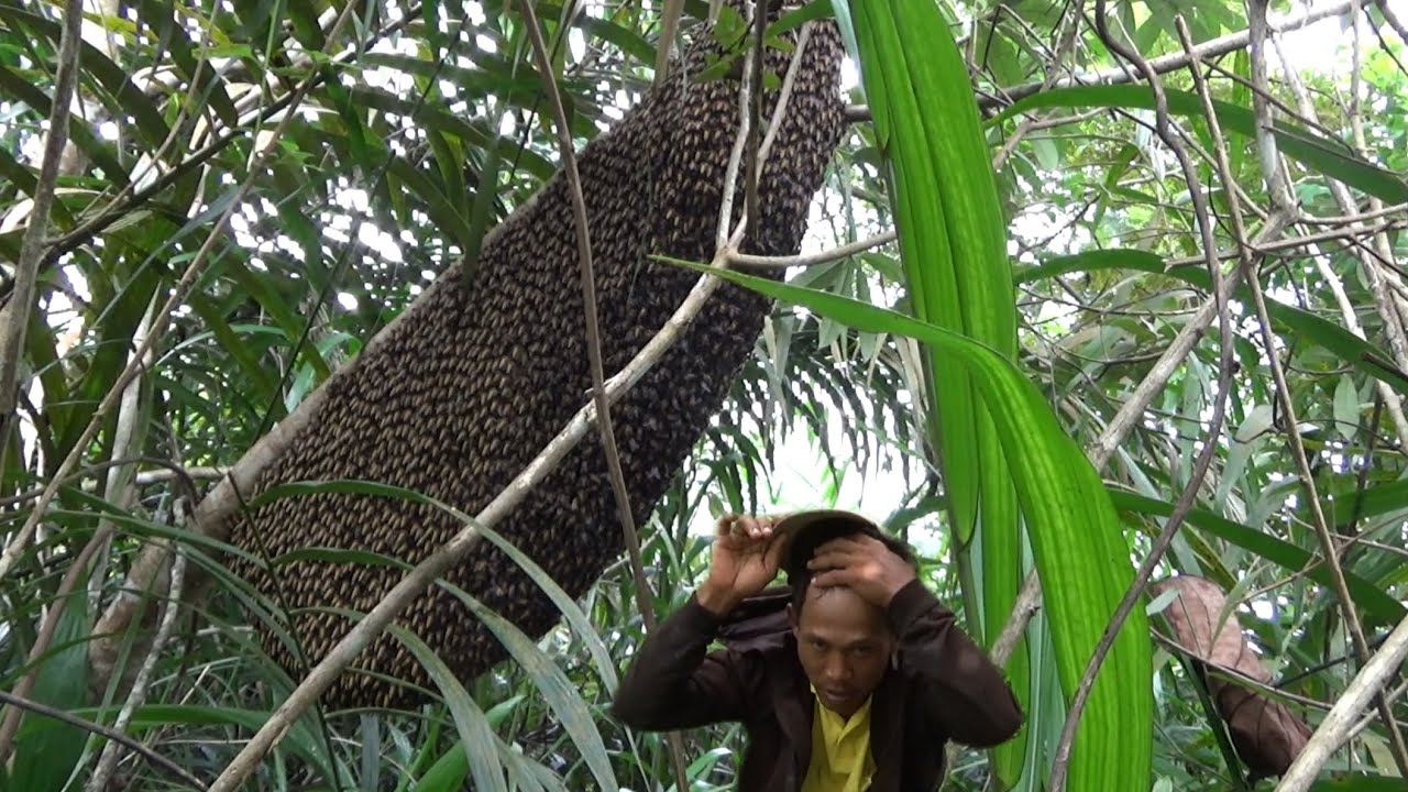 Ketemu sarang jumbo Dan rendah bikin pusing kepala #madu #hutan #alam # ...