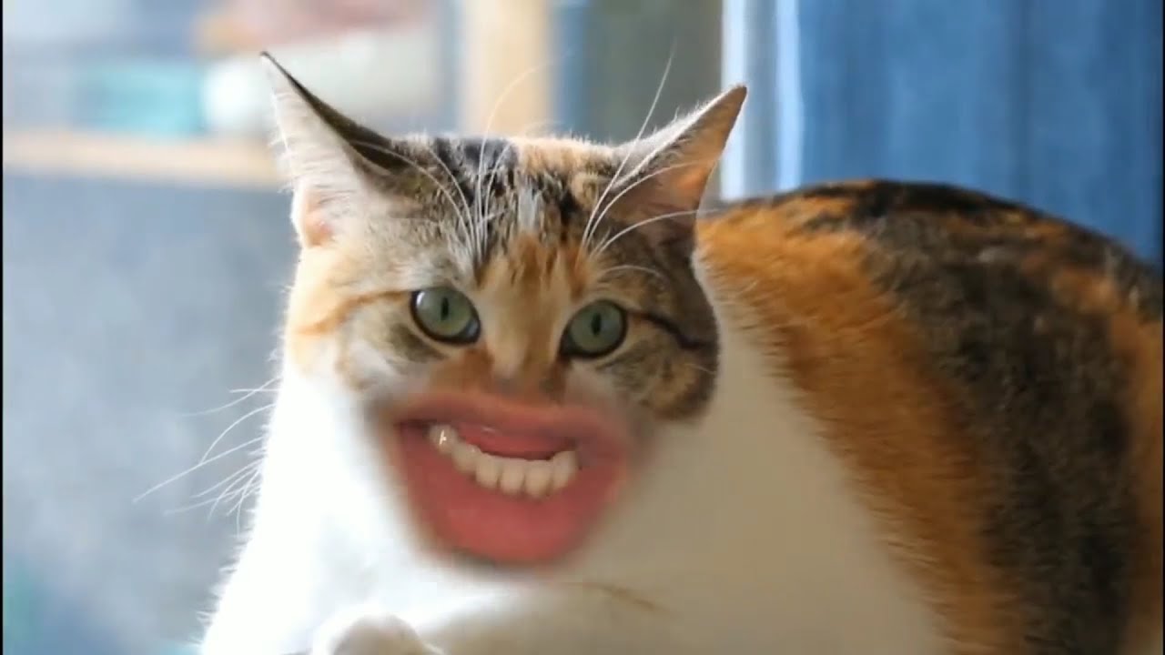 cats with human lips !!!! - funny cats video ... - YouTube