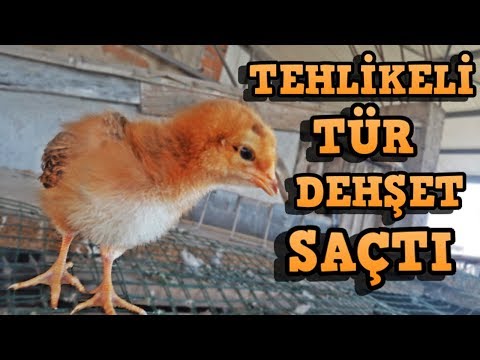 TEHLİKELİ TÜR DEHŞET SAÇIYOR :)
