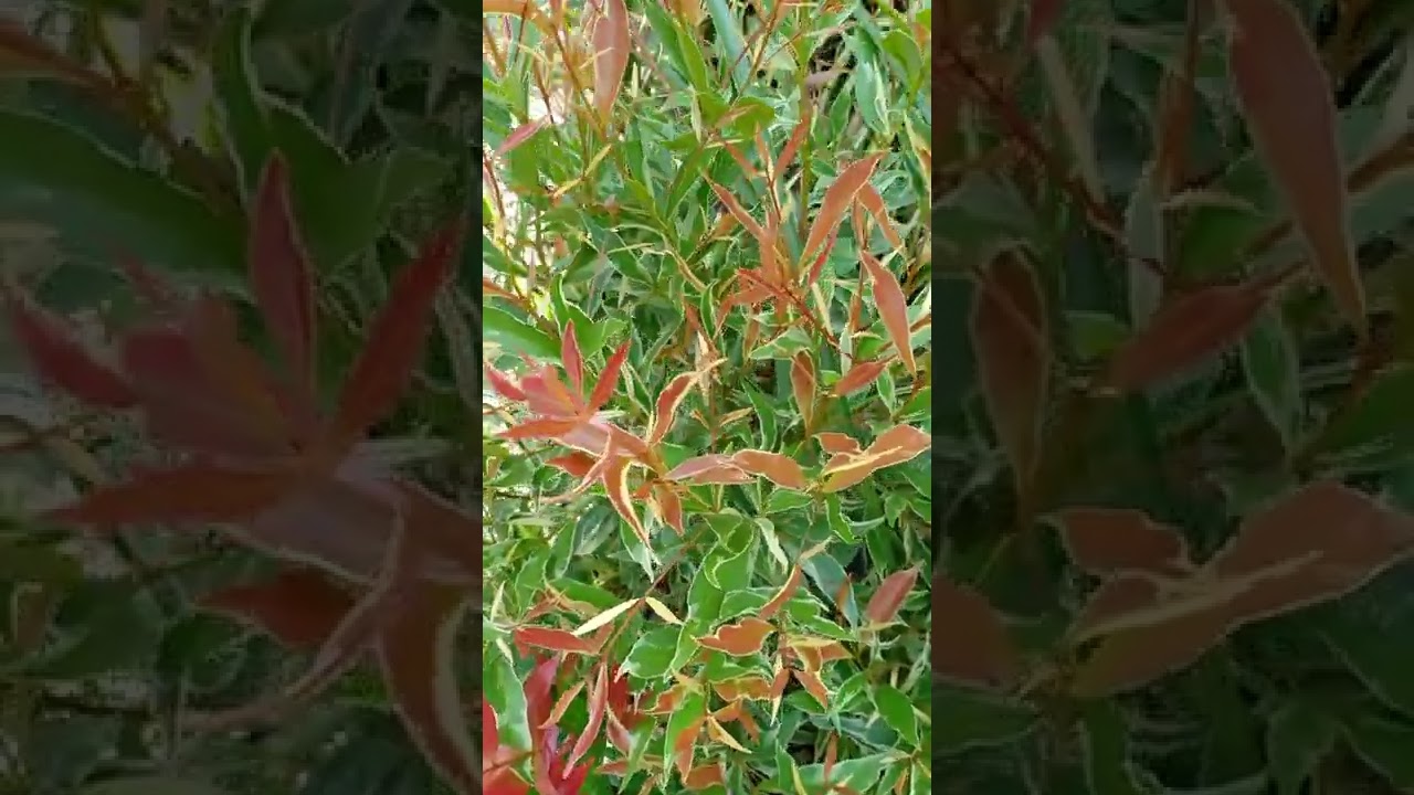 Variegated Eugenia Plant #short - YouTube