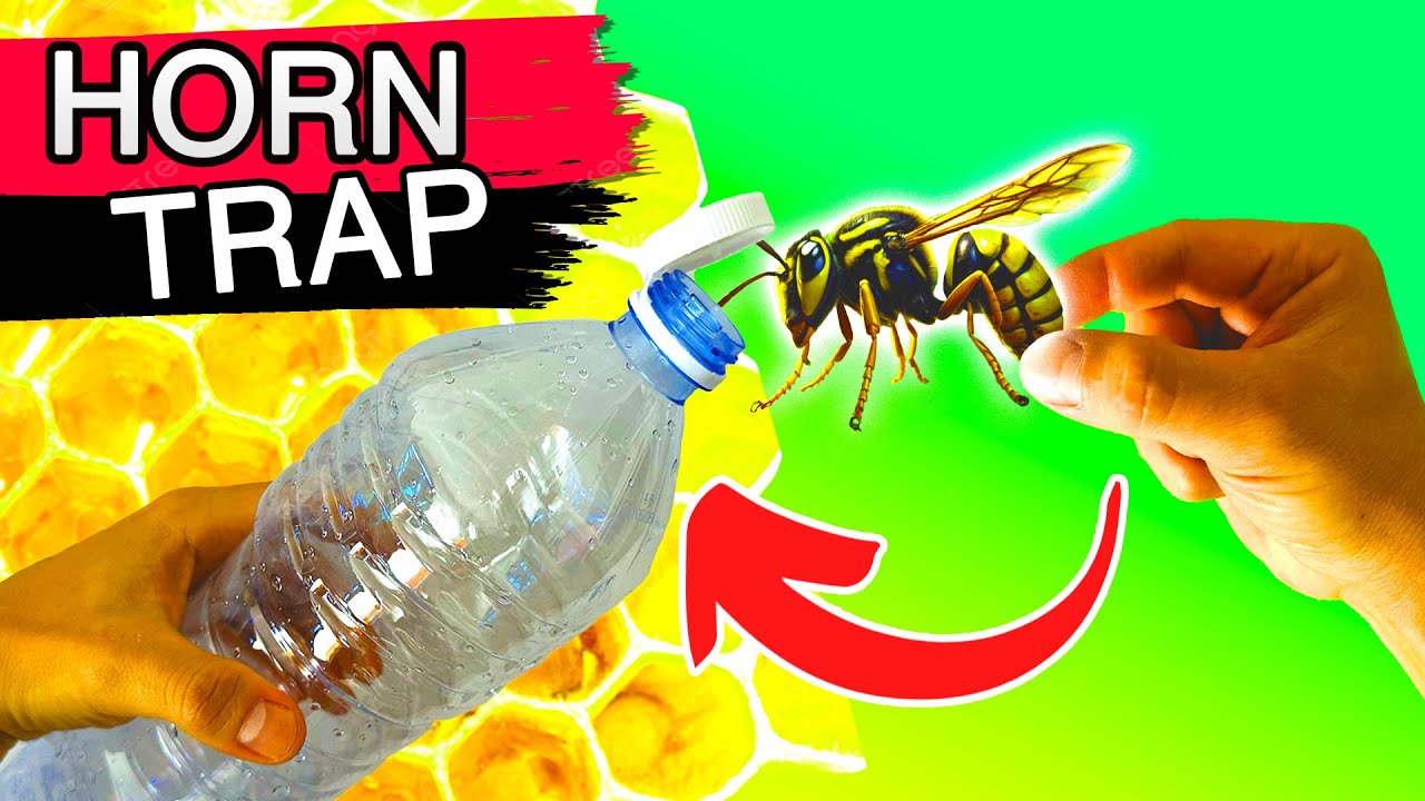 How to Create a Simple DIY Trap for Wasps & Hornets | You Won't Believe ...