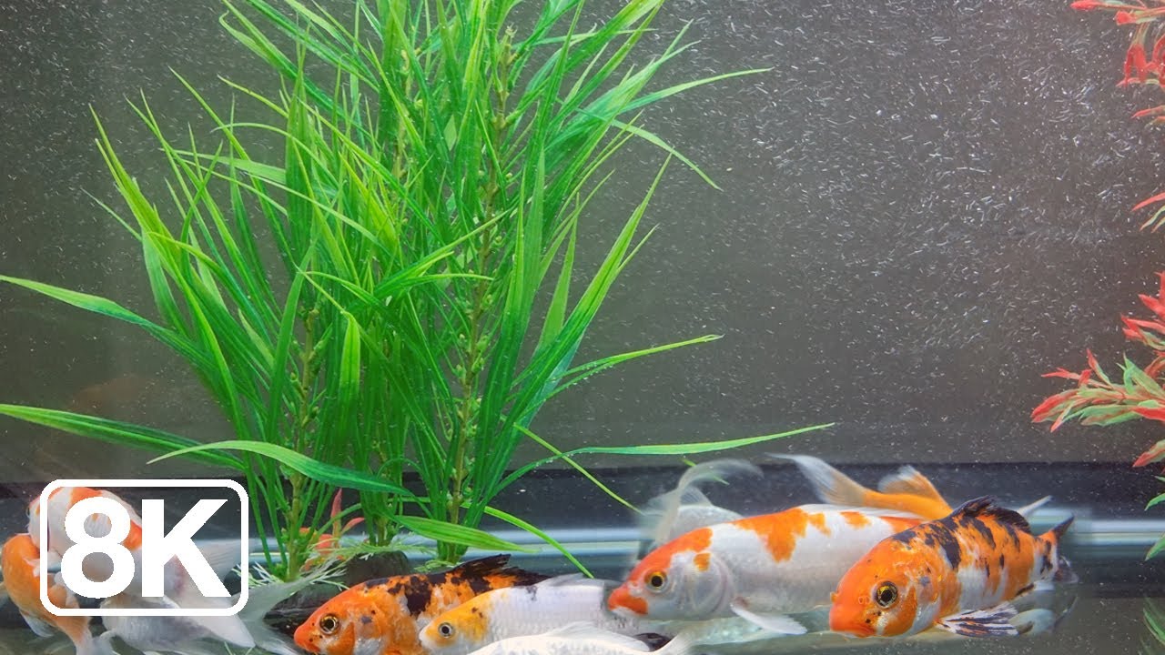 carp fish tank 8K Quality - YouTube
