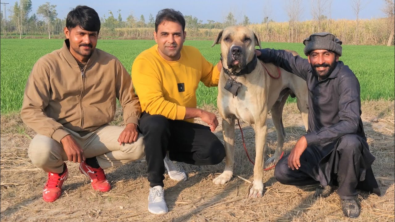Top Best Pakistani Bully Kutta Lofar Owner Ahsan Jutt 2023 @fmnewstv ...