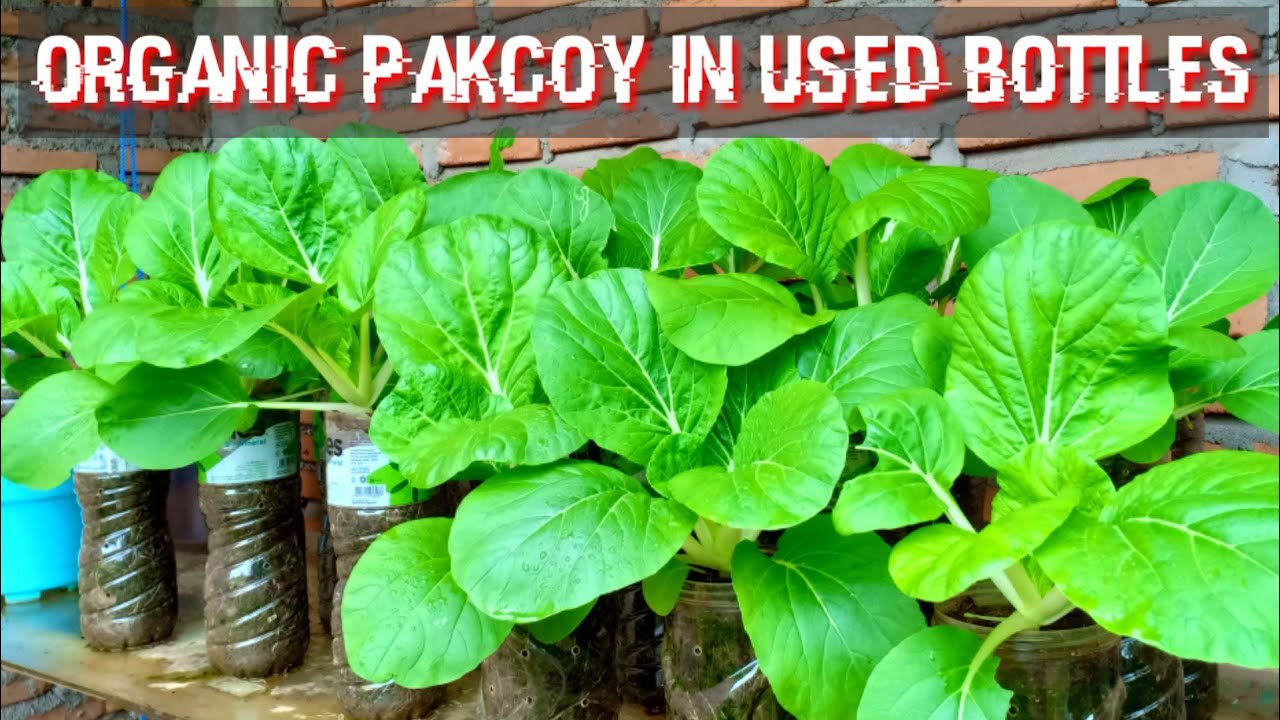 Planting Organic Pakcoy | Tips Tanam Pakcoy Organik Dalam Botol Bekas ...