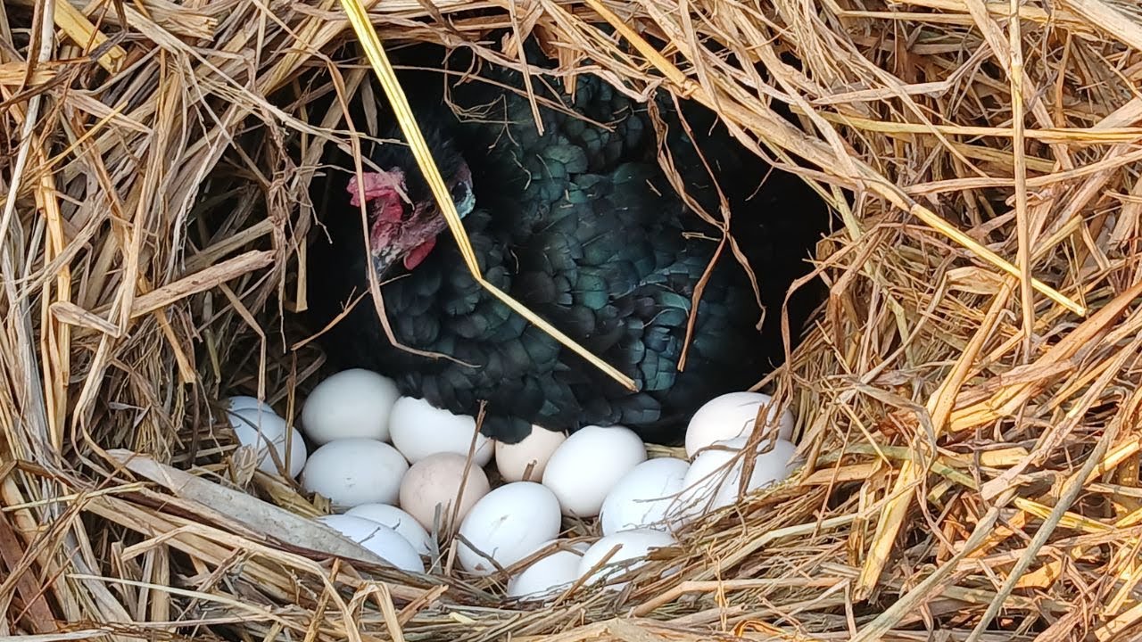 Amazing Natural Chicken Egg Hatching Process - YouTube