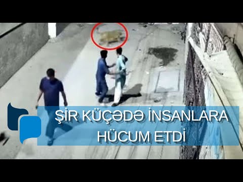 Şir küçədə insanlara hücum etdi