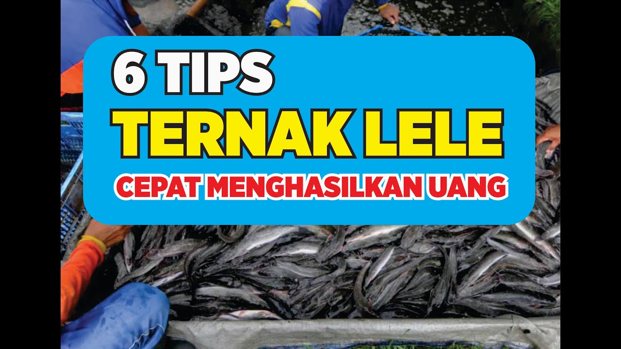 TERNAK LELE BISA CEPAT MENGHASILKAN UANG DENGAN 6 TIPS INI! - YouTube