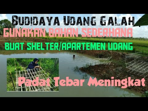 Budidaya Udang Galah : Cukup pakai bambu kita sudah bisa bikin shelter ...
