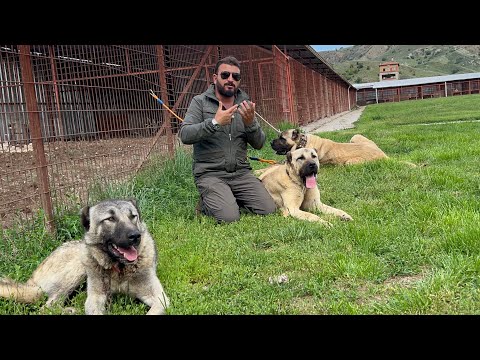 KANGAL VE ANADOLU ÇOBAN KÖPEĞİ ARASINDAKİ FARK NEDİR ?