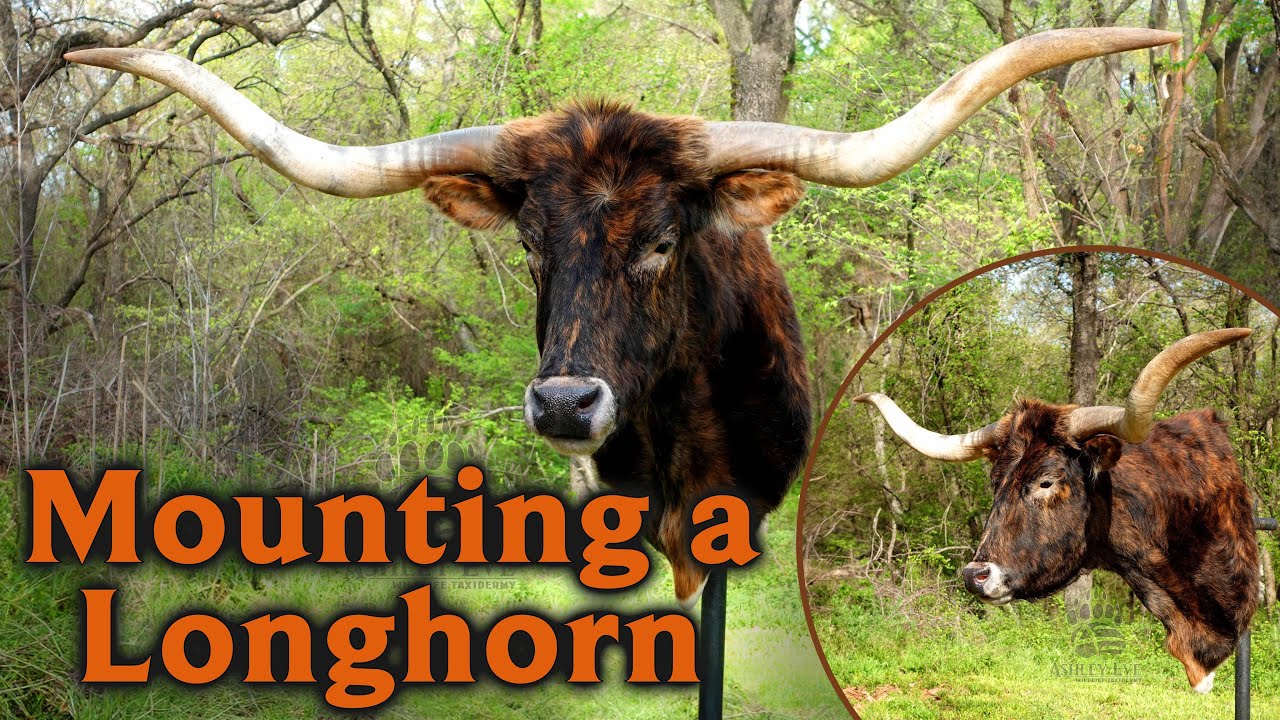 Mounting a Longhorn Cow - Start to Finish - YouTube