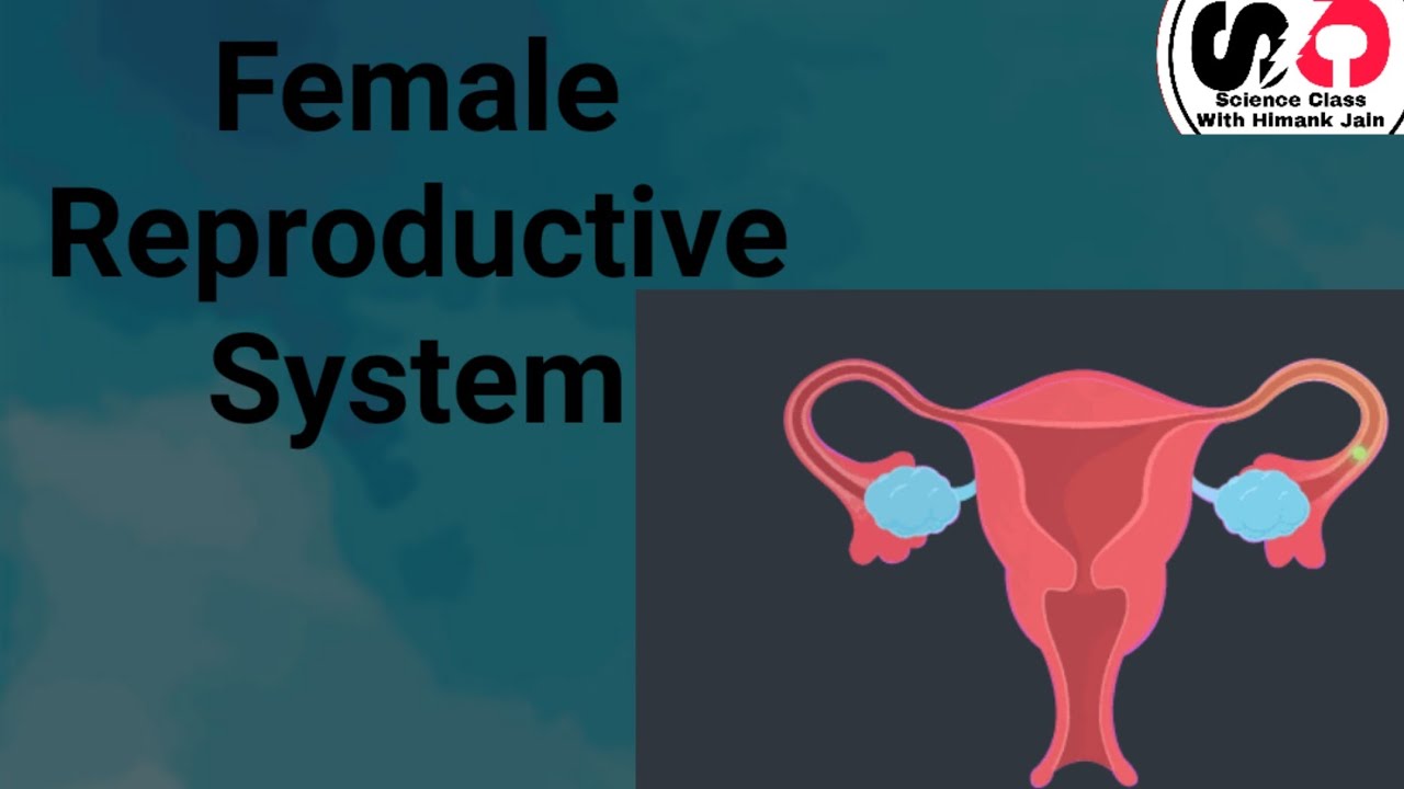 Class 10_Chapter 02_Female Reproductive System_RBSE - YouTube