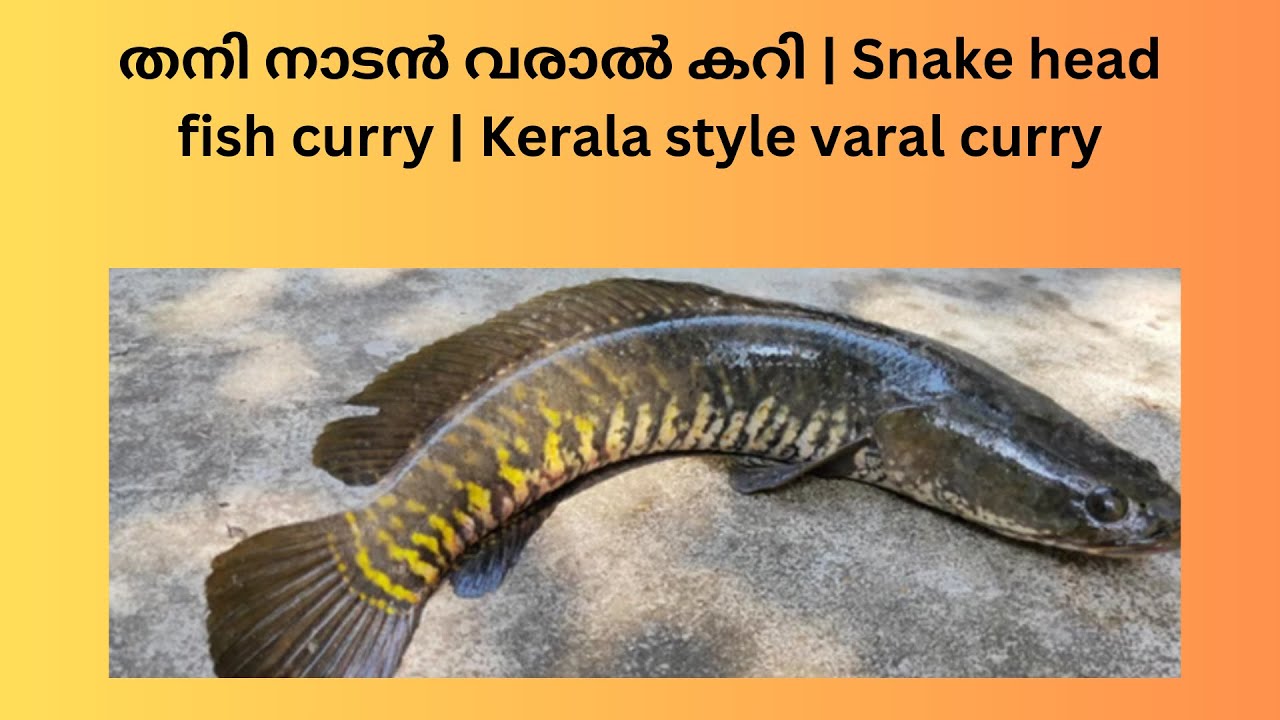 തനി നാടൻ വരാൽ കറി | Snake head fish curry | Kerala style varal curry ...