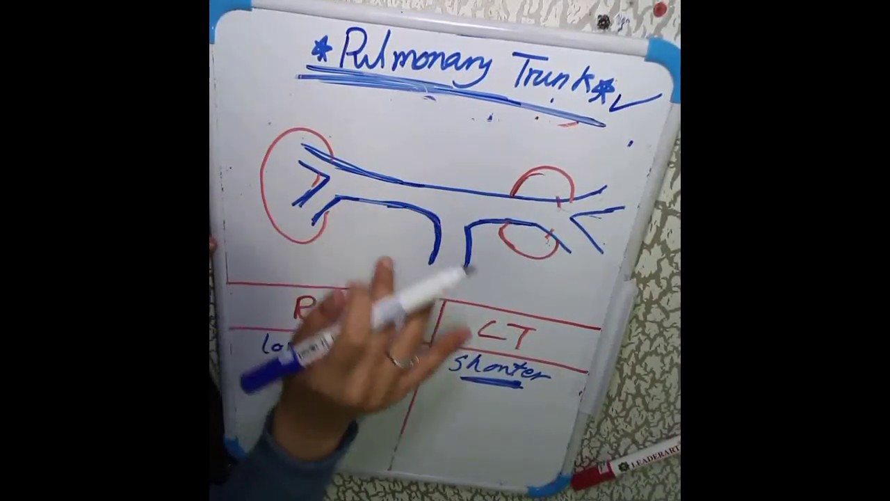 Anatomy of Pulmonary Trunk - YouTube