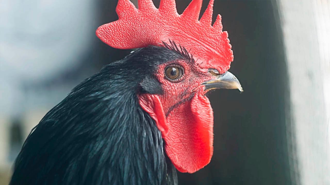 Sonido gallo cantando 🎧 - YouTube