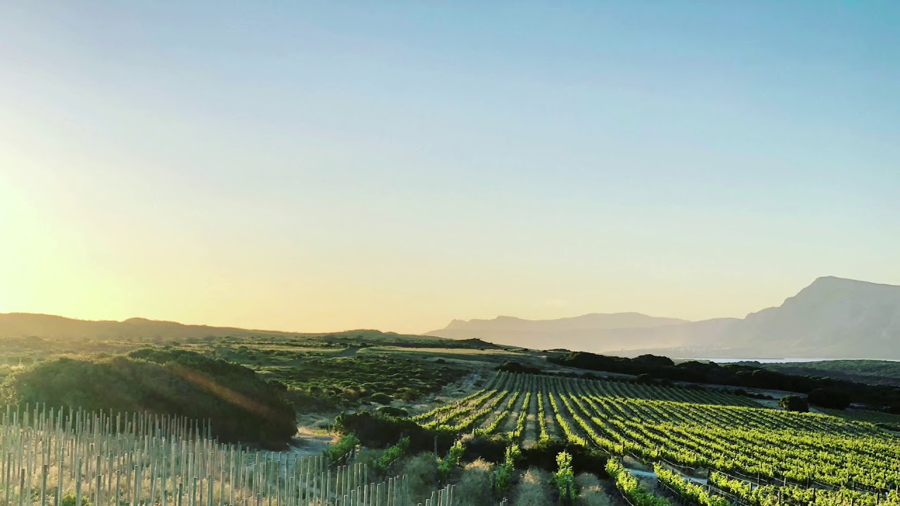 International Pinotage Day| Springfontein Wine Estate| South Africa ...